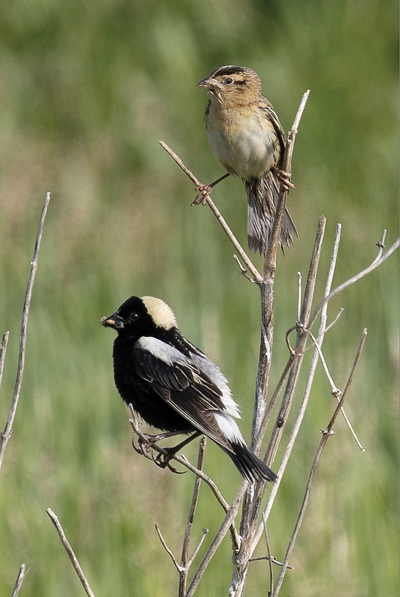 Bobbi’s Migration Journal | wisconsinacademy.org