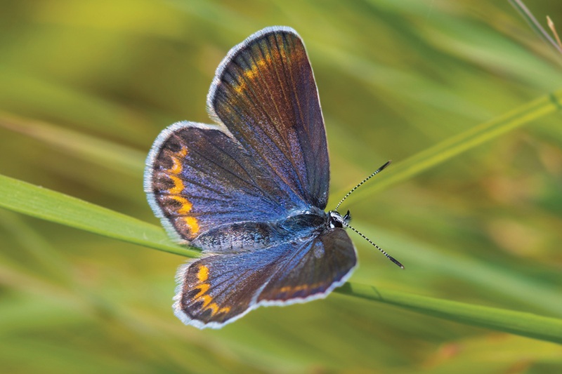 How to rewild your lawn | wisconsinacademy.org
