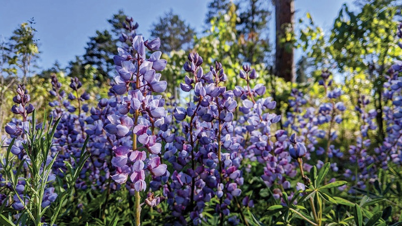 How to rewild your lawn | wisconsinacademy.org